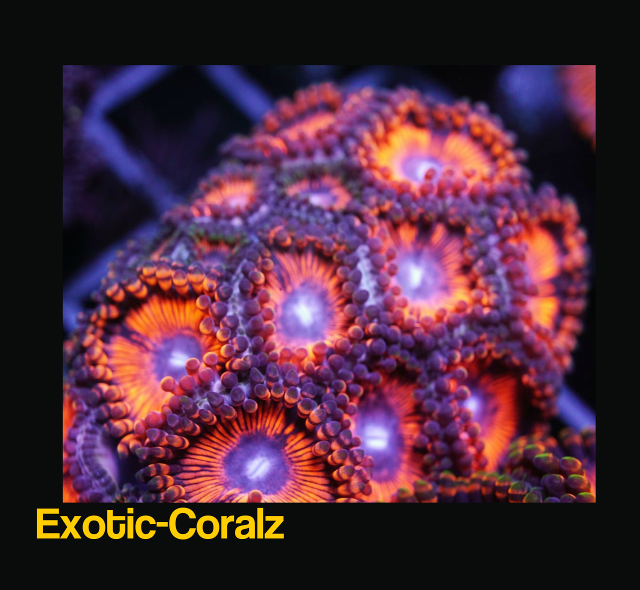 WAR HEAD ZOAS - Exotic-Corals malaysia farm