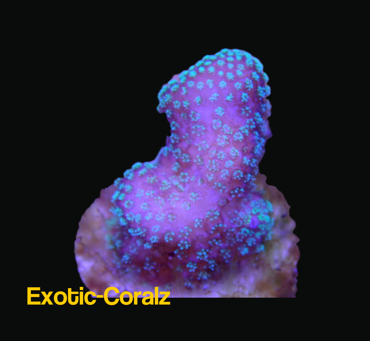HOT PINK STYLOPHORA - Exotic-Corals malaysia farm