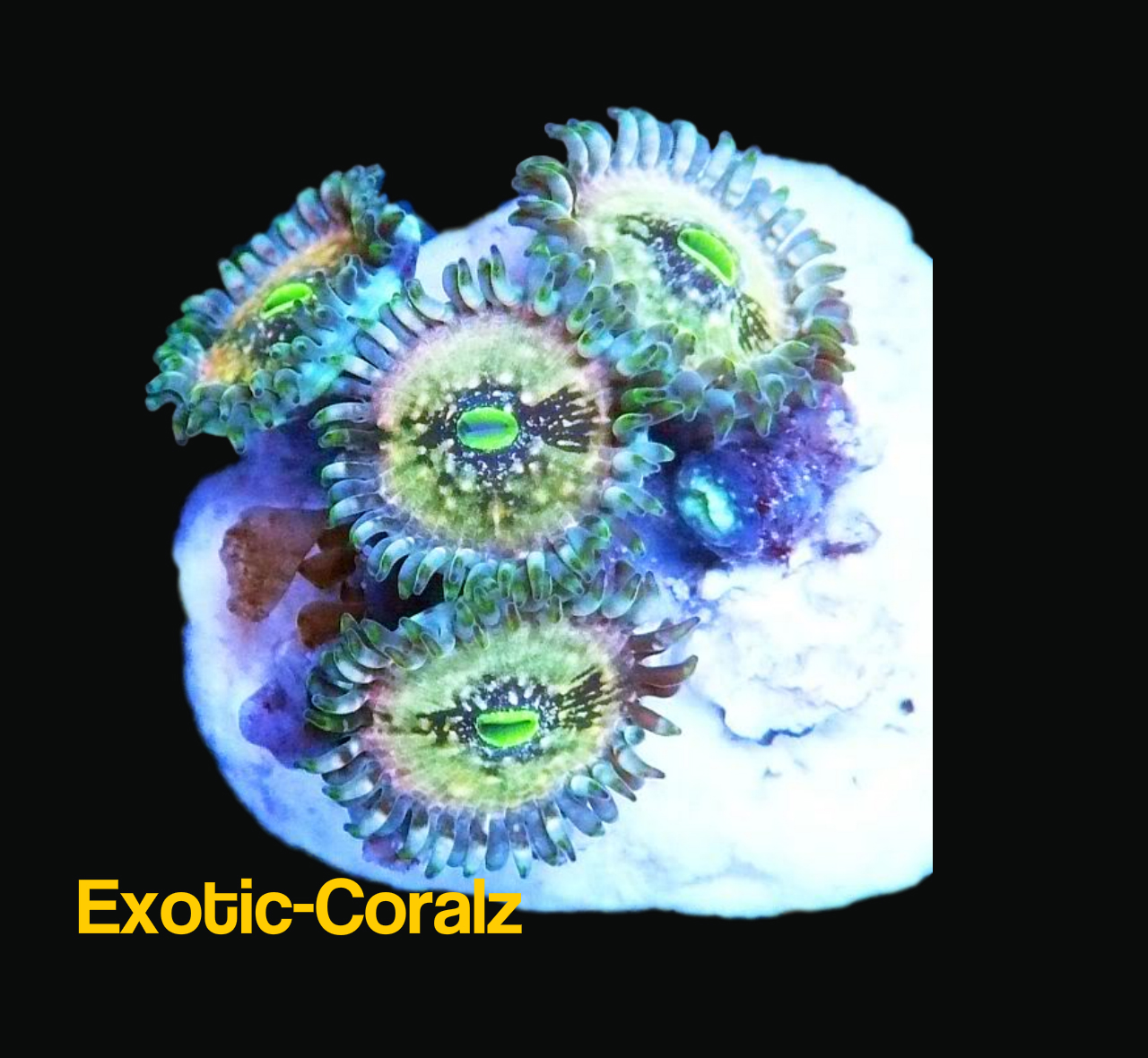 YELLOW MAMBA PALY - Exotic-Corals malaysia farm