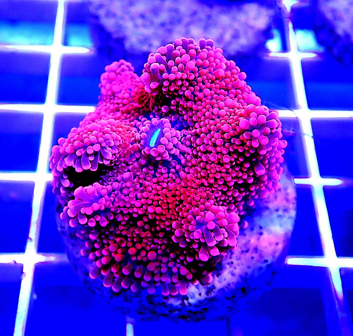 Ultra Red yuma - Exotic-Corals malaysia farm