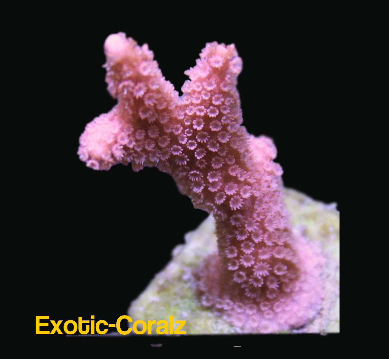 Pink Salmon Digitata - Exotic-Corals malaysia farm