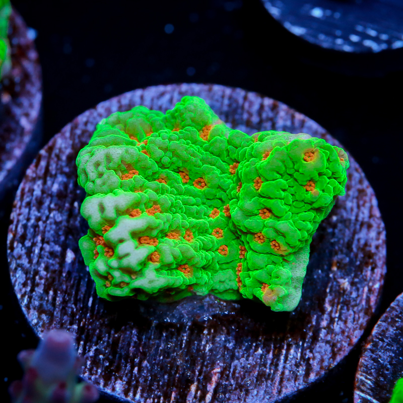 Seasons Greeting Montipora - Exotic-Corals malaysia farm