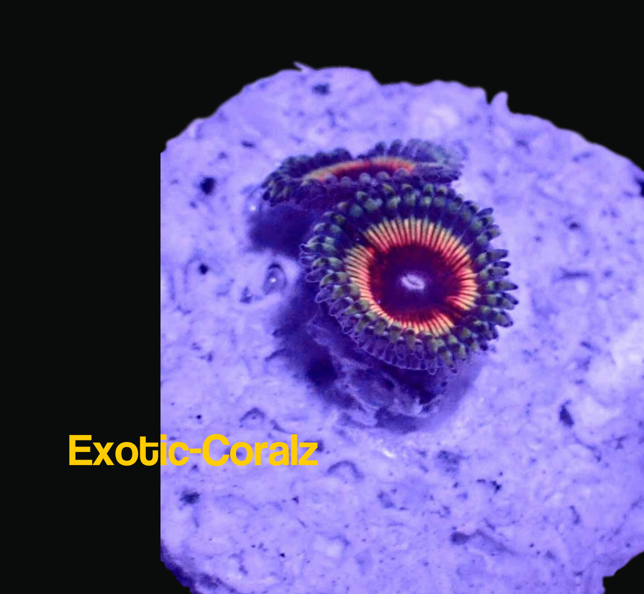 VAMPIRE SLAYER ZOAS - Exotic-Corals malaysia farm