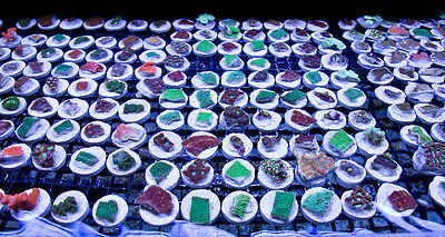 Ceramic frag plug (L / XL) - Exotic-Corals malaysia farm