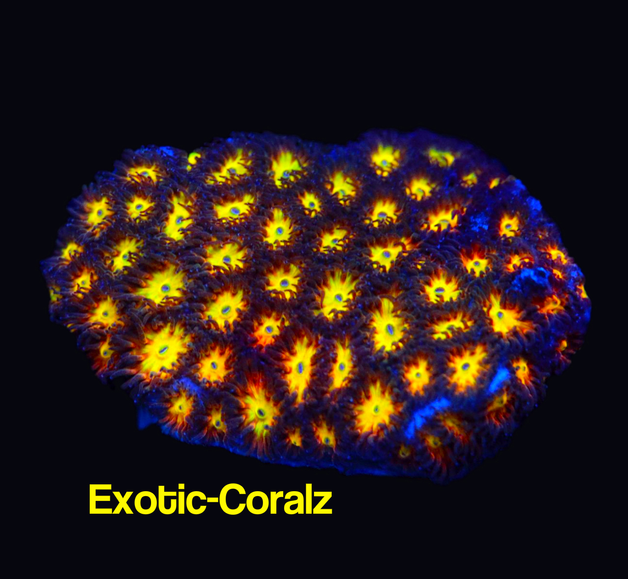 GOLDEN LEPTASTREA CORAL - Exotic-Corals malaysia farm