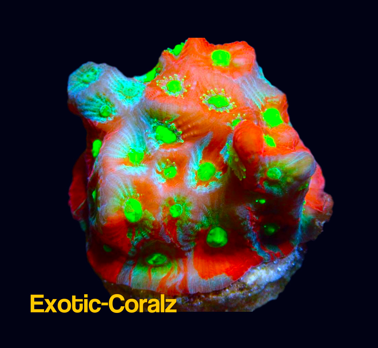 RED & GREEN WAR CORALS - Exotic-Corals malaysia farm