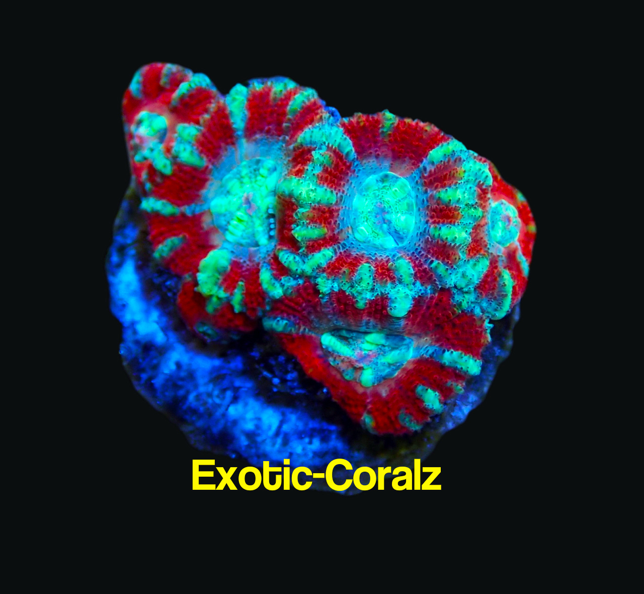 Red/Green Acan - Exotic-Corals malaysia farm