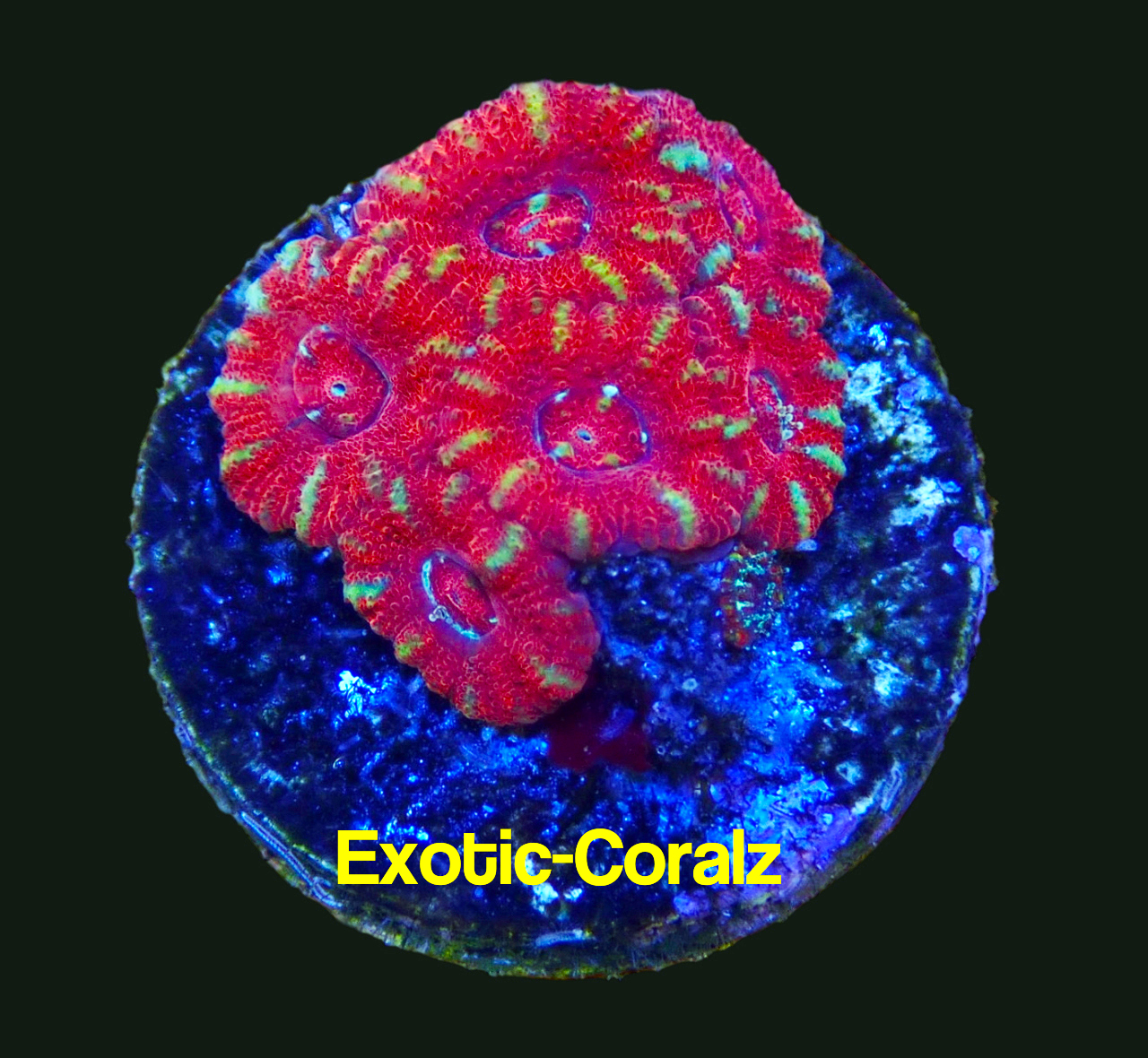 Red Acan corals - Exotic-Corals malaysia farm