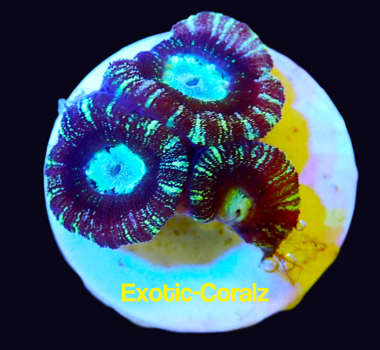 Acan corals - Exotic-Corals malaysia farm