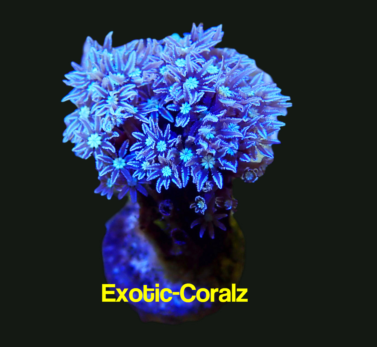 Fiji Purple Pipe Organ Coral - Exotic-Corals malaysia farm