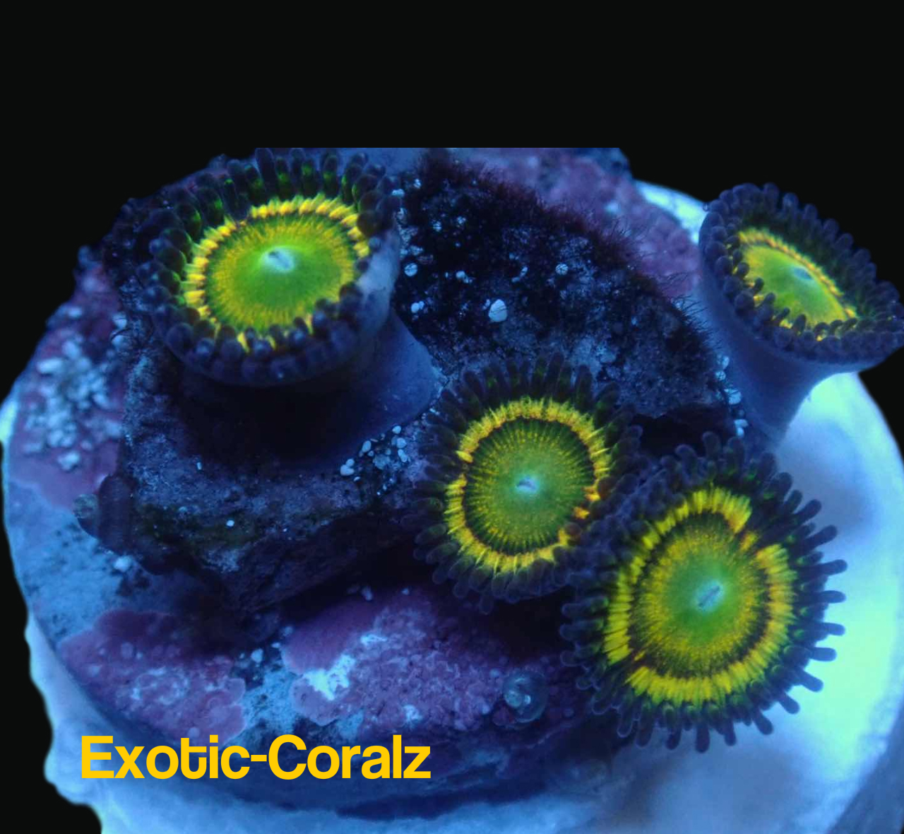 CITRUS COOLER ZOAS - Exotic-Corals malaysia farm