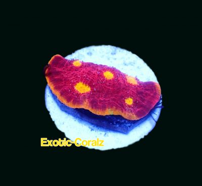 FIRE BALL CHALICE CORAL - Exotic-Corals malaysia farm