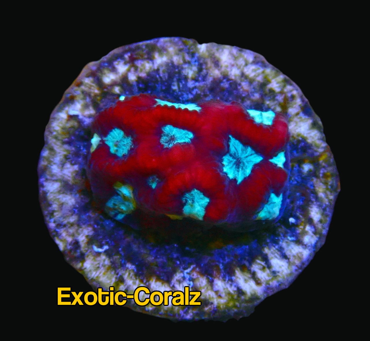 RED NEON EYE FAVIA CORAL - Exotic-Corals malaysia farm