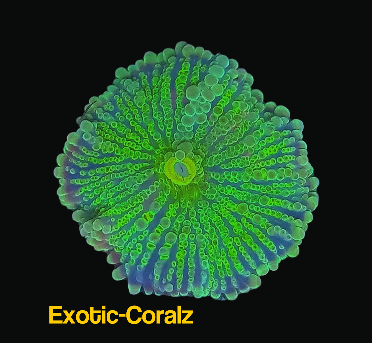 GREEN YUMA CORAL - Exotic-Corals malaysia farm
