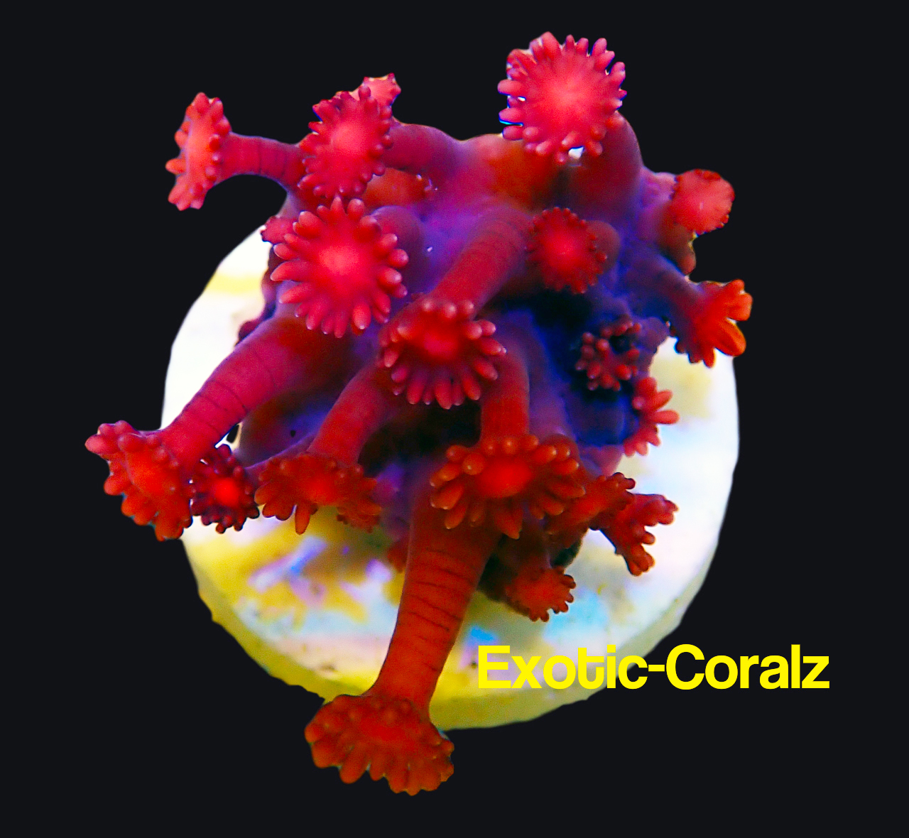 RUBY RED GONIOPORA CORALS - Exotic-Corals malaysia farm