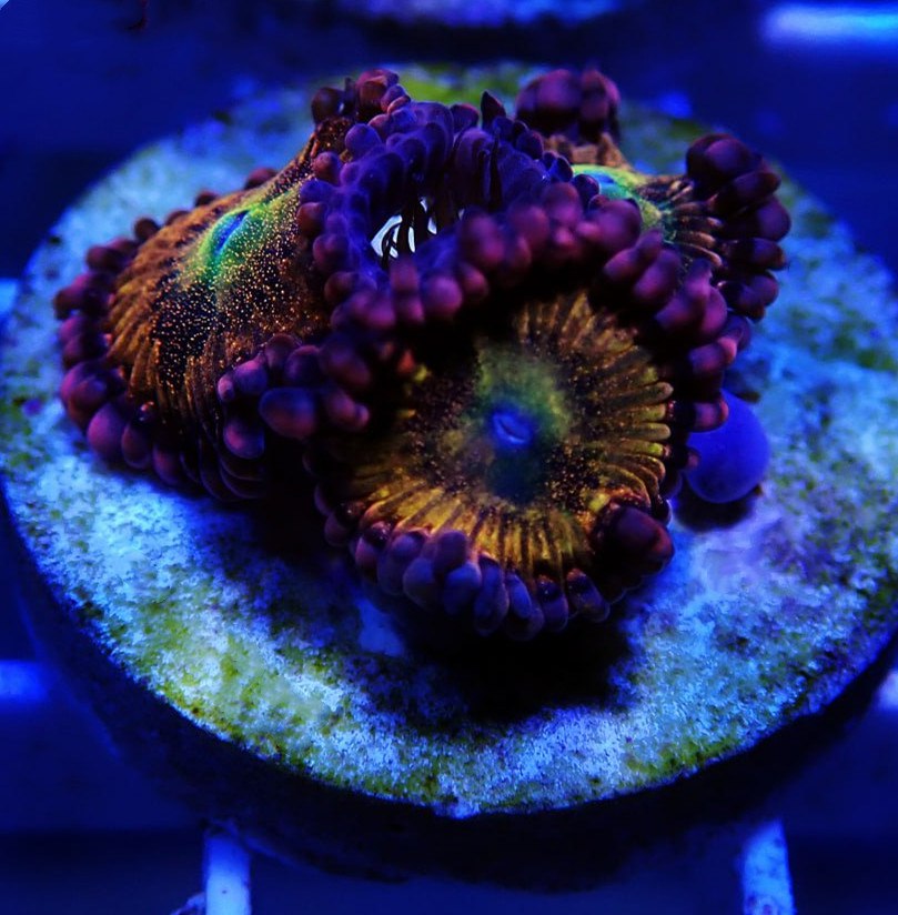 SAKURA SUNRISE ZOAS - Exotic-Corals malaysia farm