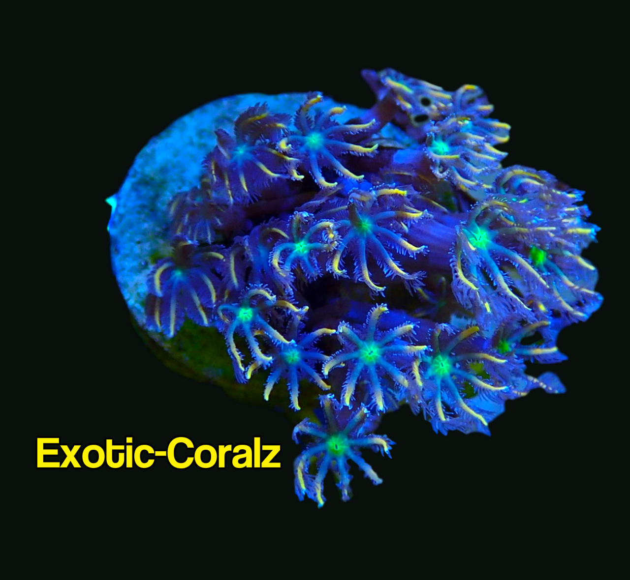 GOLDEN CLOVE CORAL - Exotic-Corals malaysia farm
