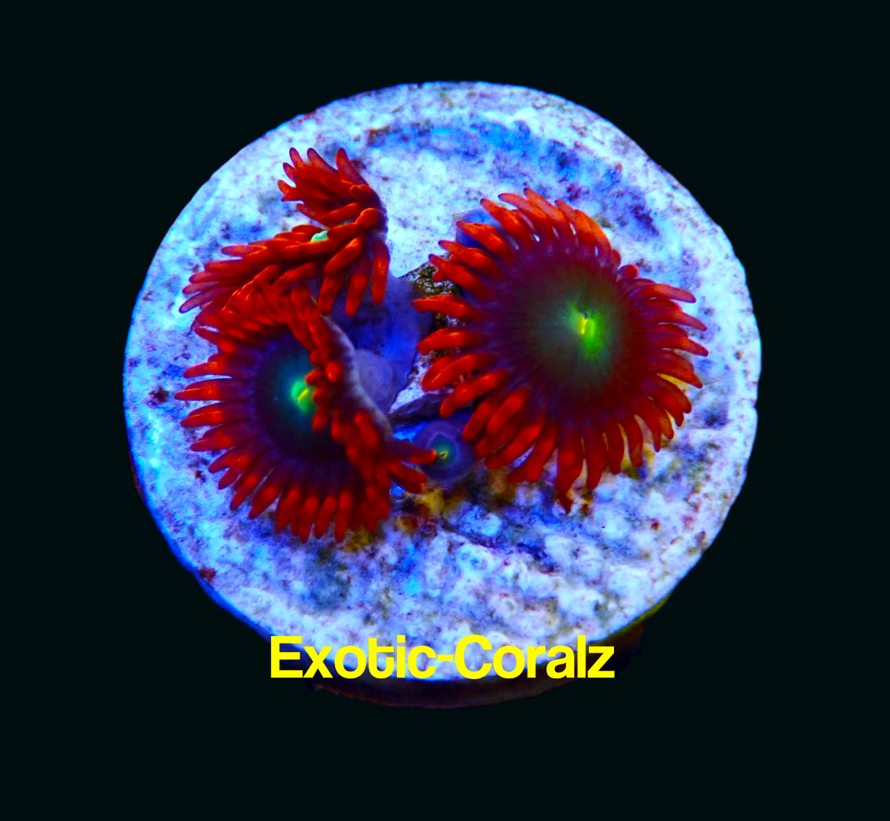 FLAMING SUN ZOAS - Exotic-Corals malaysia farm