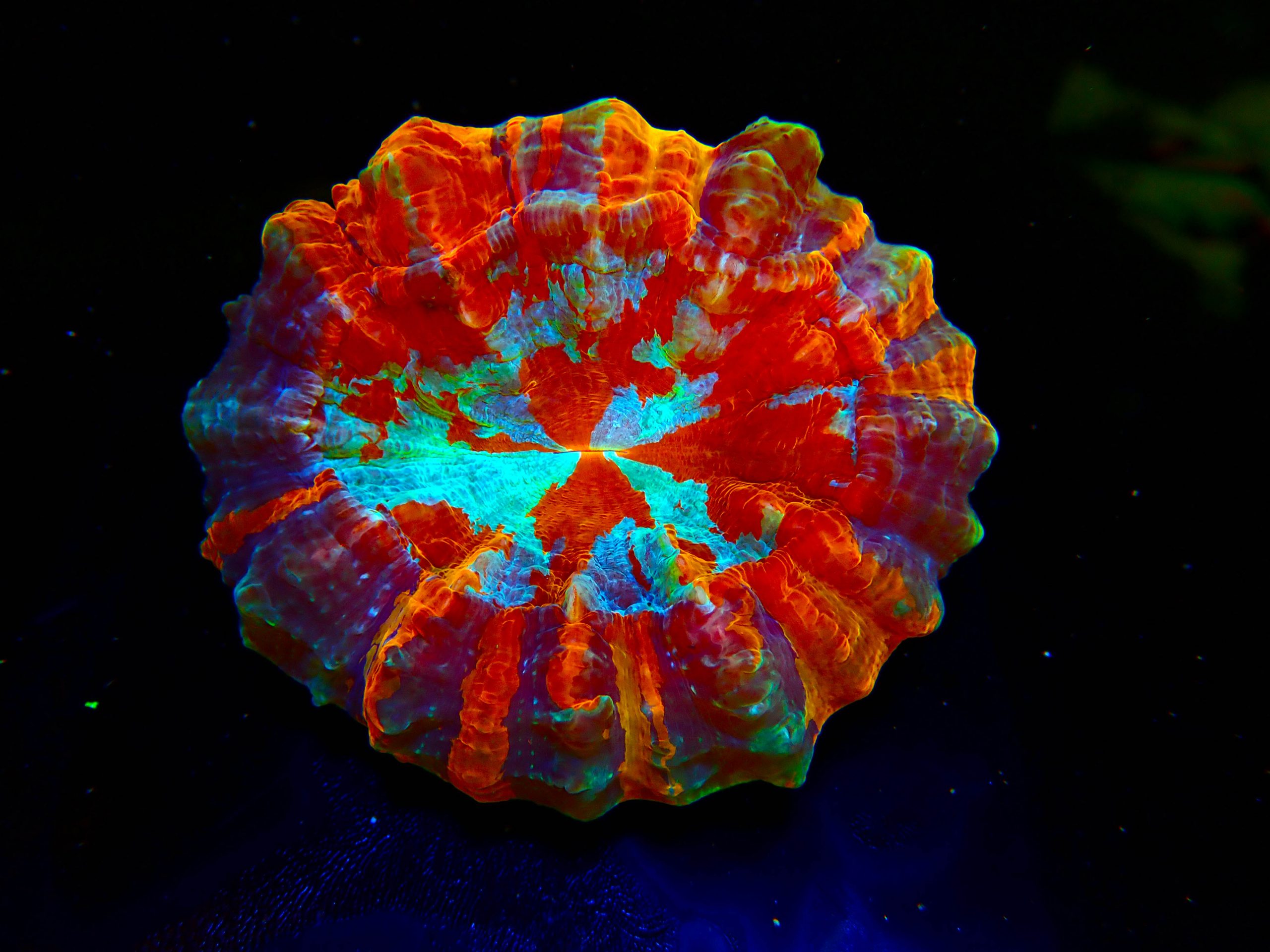 WYSISYG - GRADE A PRATA DONUT CORALS_726 - Exotic-Corals malaysia farm