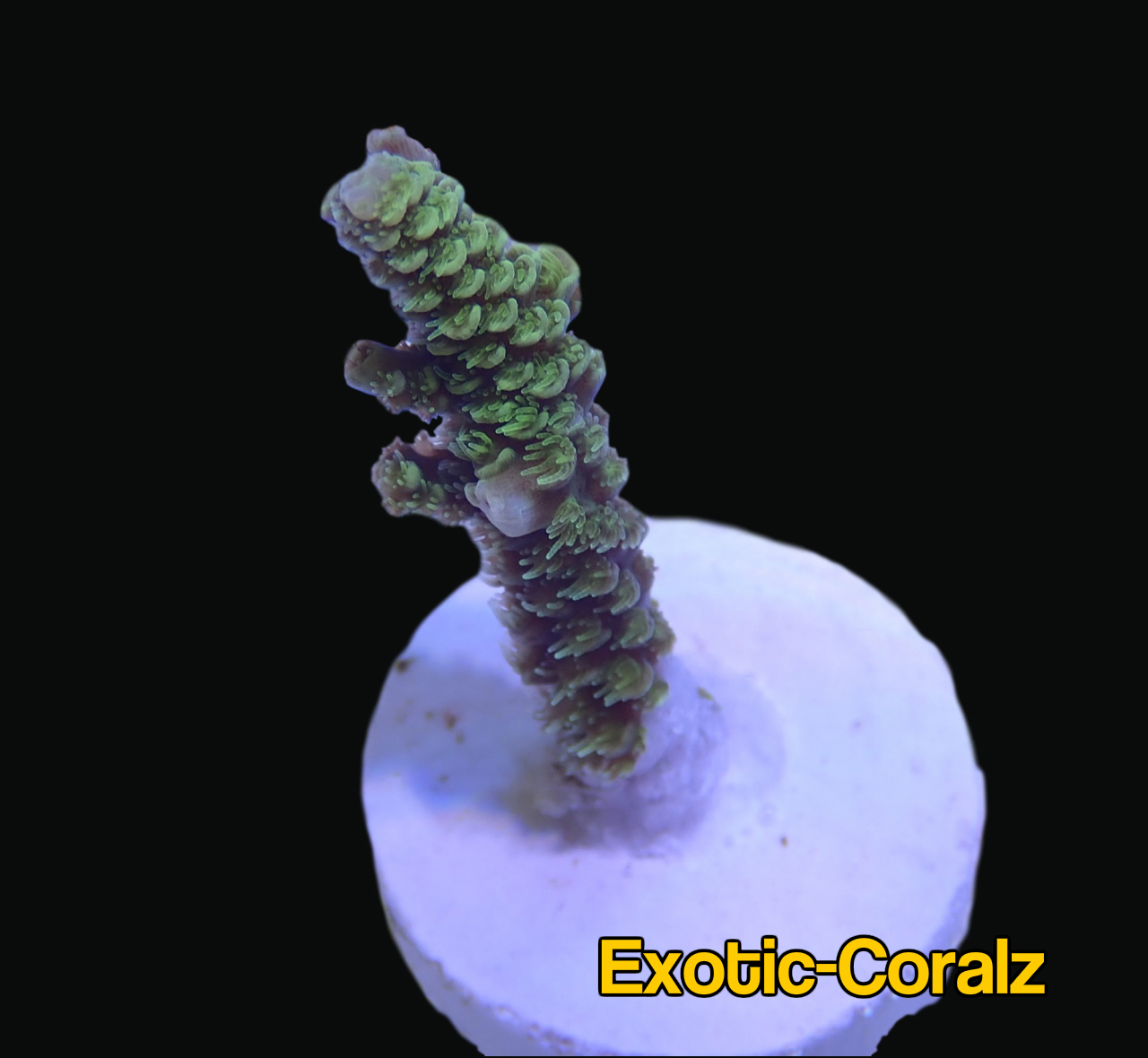 Mystery Box - SPS Bundle offer ! - Exotic-Corals malaysia farm