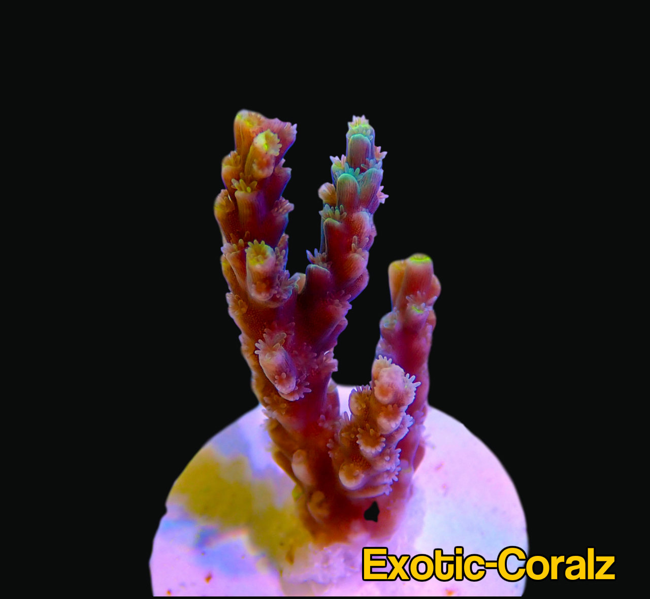 Mystery Box - SPS Bundle offer ! - Exotic-Corals malaysia farm