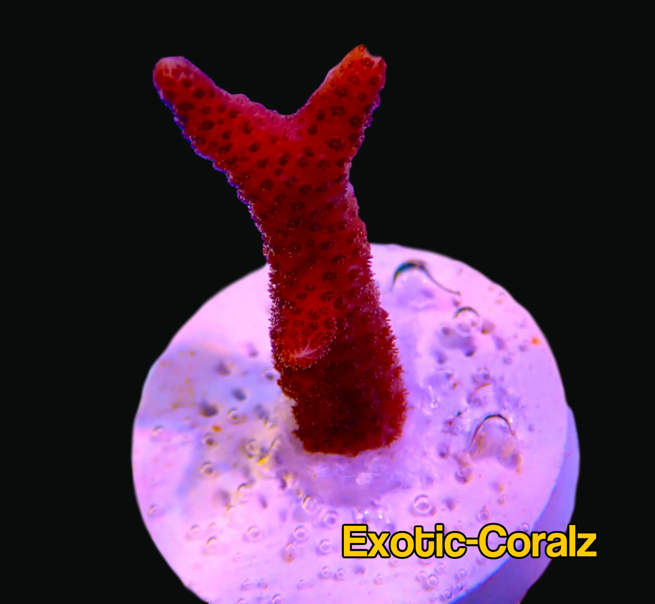 Mystery Box - SPS Bundle offer ! - Exotic-Corals malaysia farm