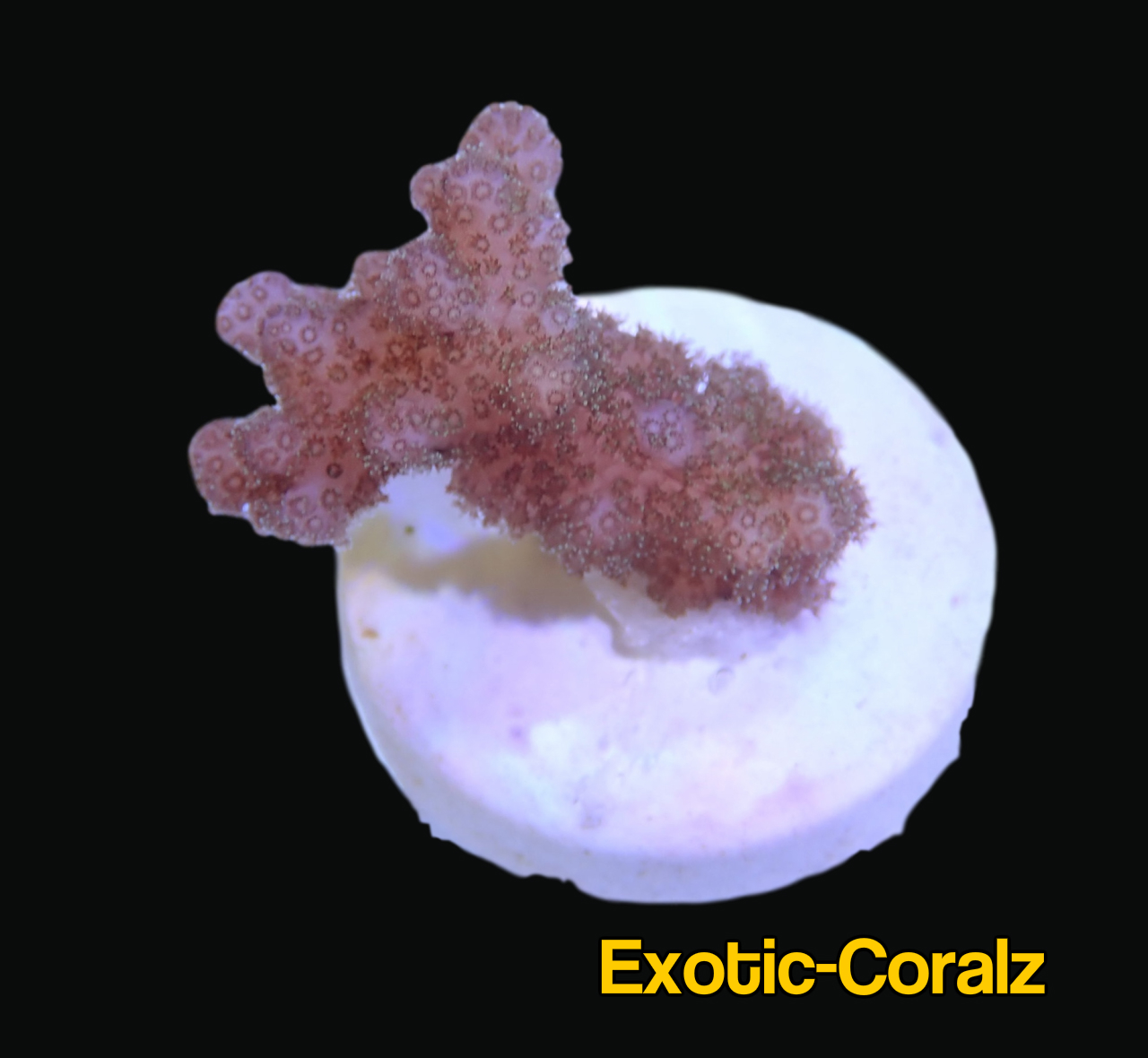 Mystery Box - SPS Bundle offer ! - Exotic-Corals malaysia farm