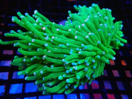 NEON GREEN TORCH CORAL (3 Head) - Exotic-Corals malaysia farm