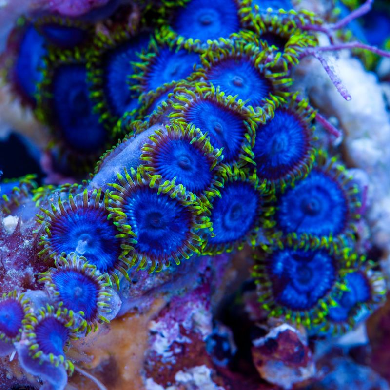 DEEP BLUE SEA ZOAS - Exotic-Corals malaysia farm
