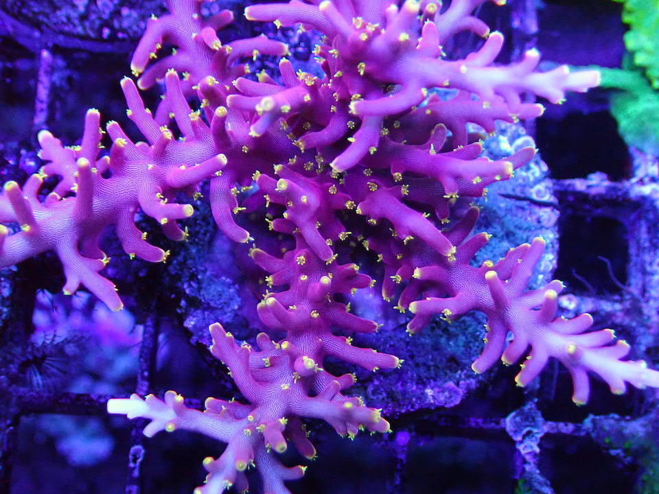 WWC LITTLE RED FERRARI SPS FRAG - Exotic-Corals malaysia farm