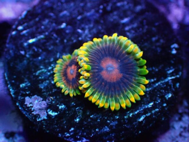STRATOSPHERE ZOANTHID - Exotic-Corals malaysia farm