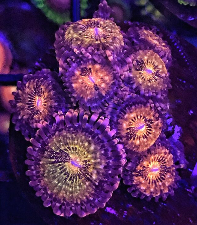 STRATOSPHERE ZOANTHID - Exotic-Corals malaysia farm