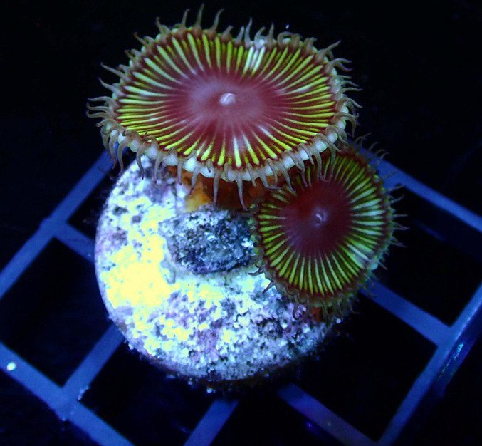 RED DEATH ZOAS - Exotic-Corals malaysia farm