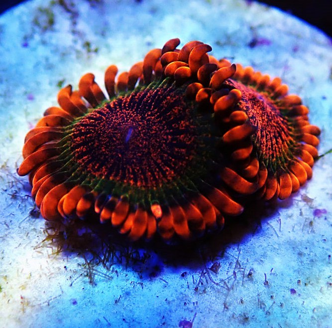 SPECKED KRAKATOA ZOANTHIDS CORAL - Exotic-Corals malaysia farm